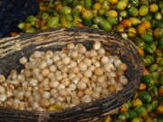 Arecanut Processing in India,Betel Nut Processing in India,Prasanna ...